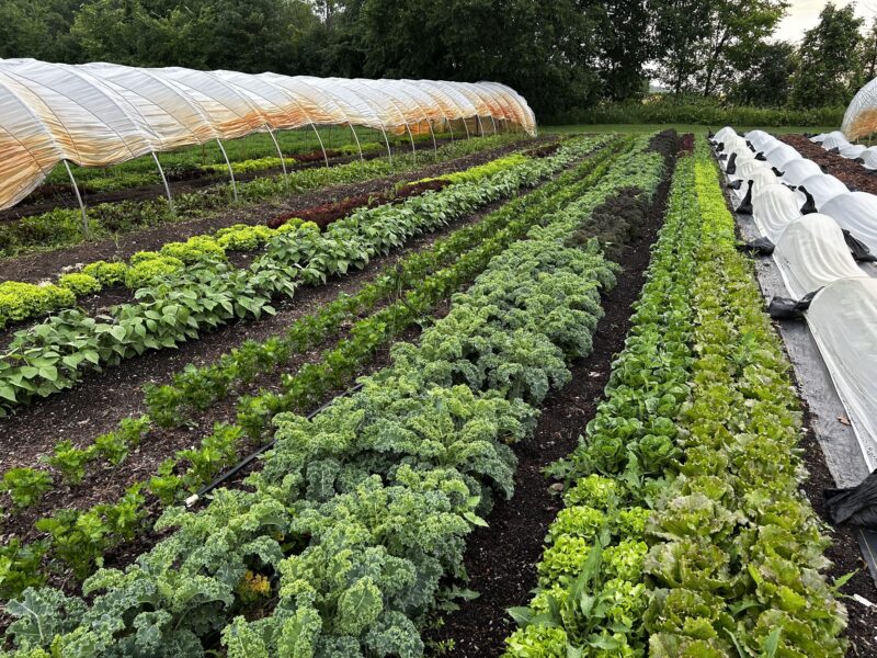 Seed Award Spotlight: Good Stead Farm - Michigan Good Food Fund